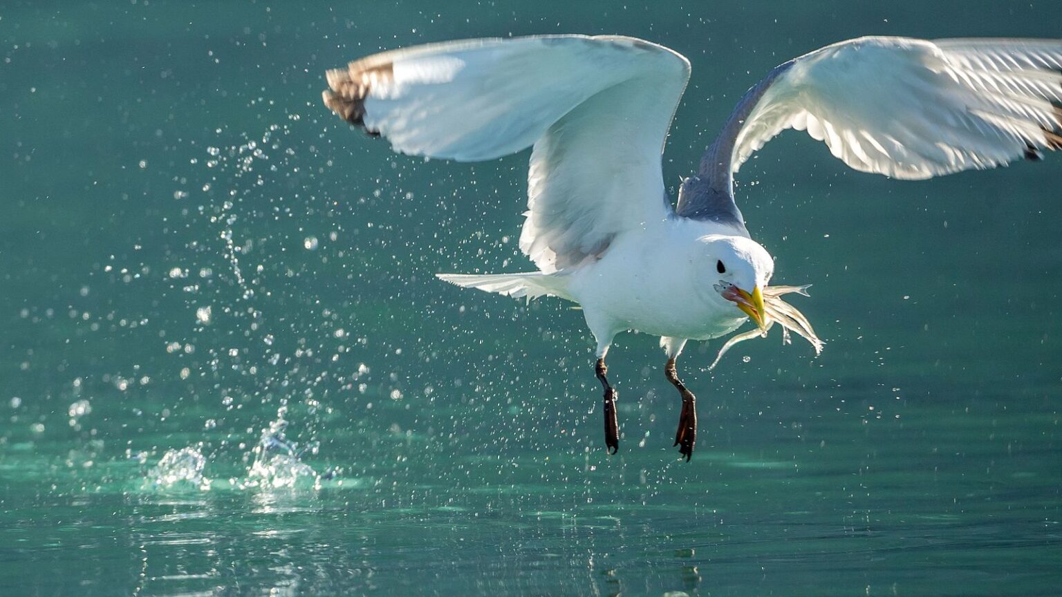 Creation Day 5: Birds and Fish – Wittenberg Academy
